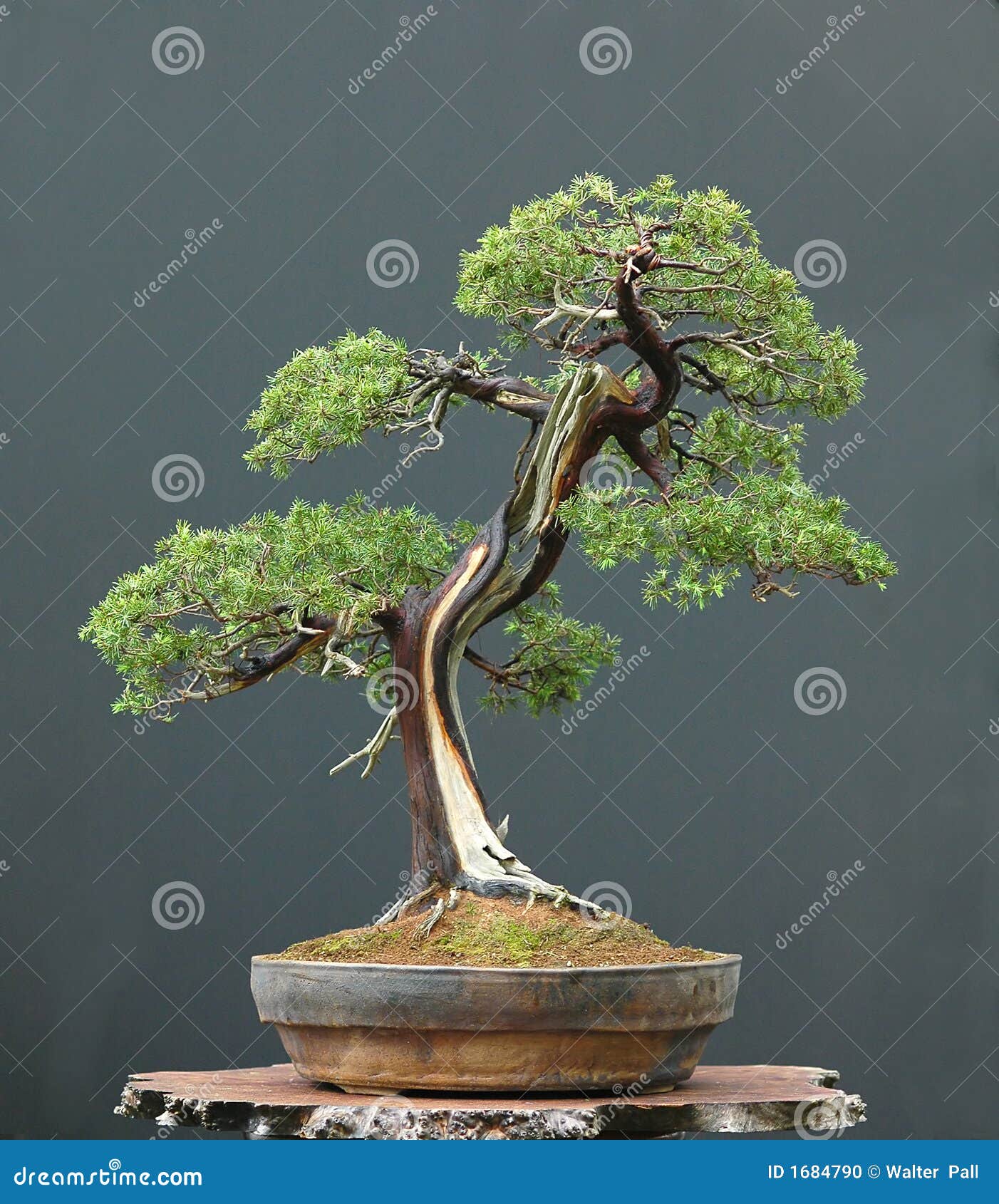 De Bonsai Van De Jeneverbes Stock Foto - Image of bonsai, boom: 1684790