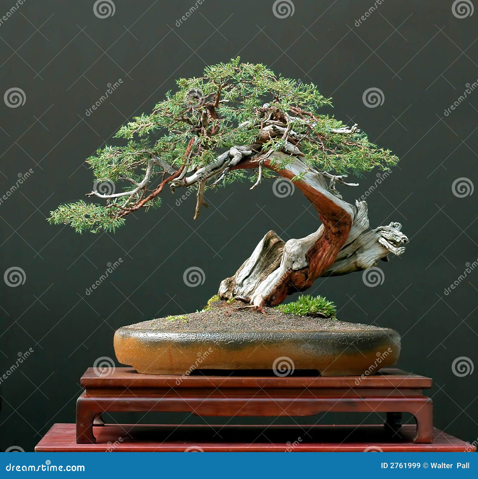 De Bonsai Van De Jeneverbes Stock Afbeelding - Image of boom, bonsai ...