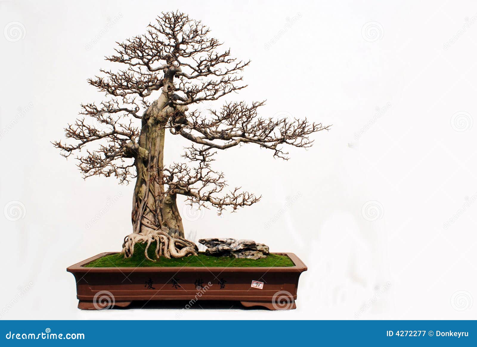 De Bonsai Van ExoficaLinn Van Murraya Stock Afbeelding - Image of ...