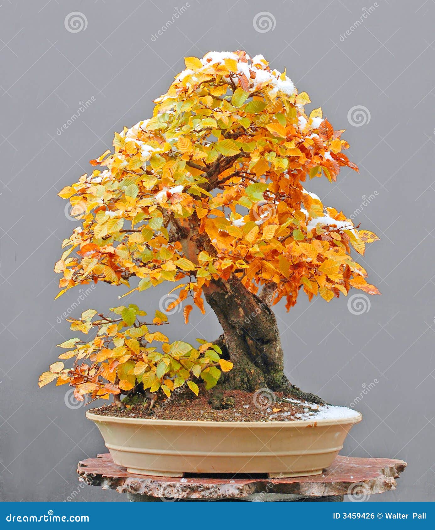 De Bonsai Van Honrnbeam Met Sneeuw GLB Stock Foto - Image of japans ...
