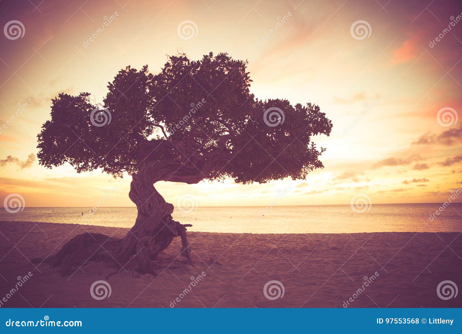 De Boom Aruba Van Divi Van Divi Stock Foto - Image of zand, kust: 97553568