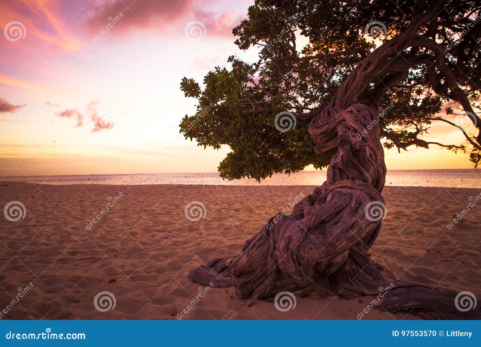 De Boom Aruba Van Divi Van Divi Stock Foto - Image of openlucht, geel ...