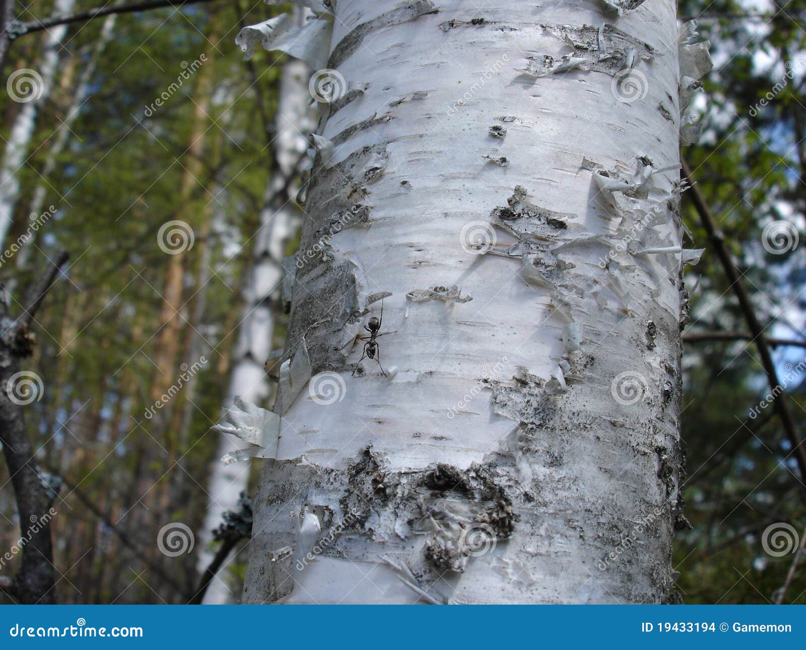 De Boom En De Schors Van De Berk Stock Foto - Image of gedetailleerd ...