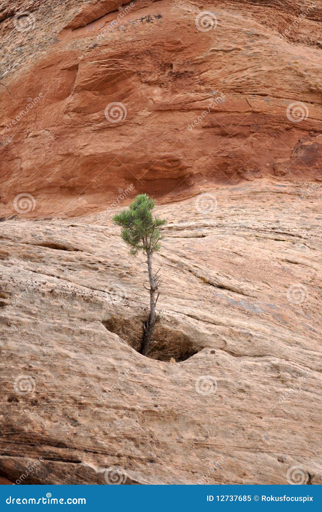 De boom groeit van Rots stock afbeelding. Image of plechtig - 12737685