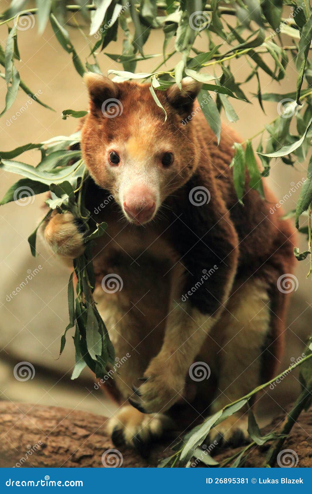 De boom-kangoeroe van Huon stock afbeelding. Image of kangoeroe - 26895381