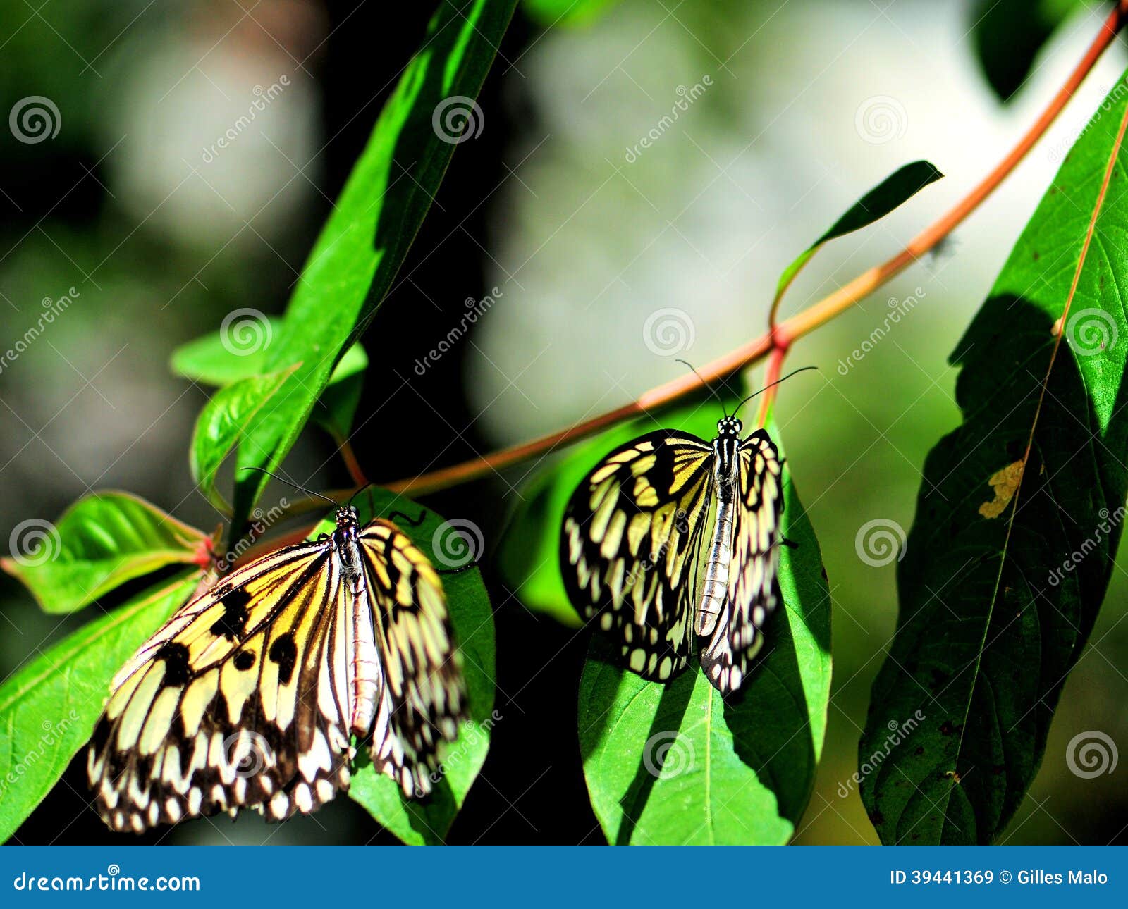 De Boom-Nimf Van Ceylon Vlinders Stock Afbeelding - Image of florida ...