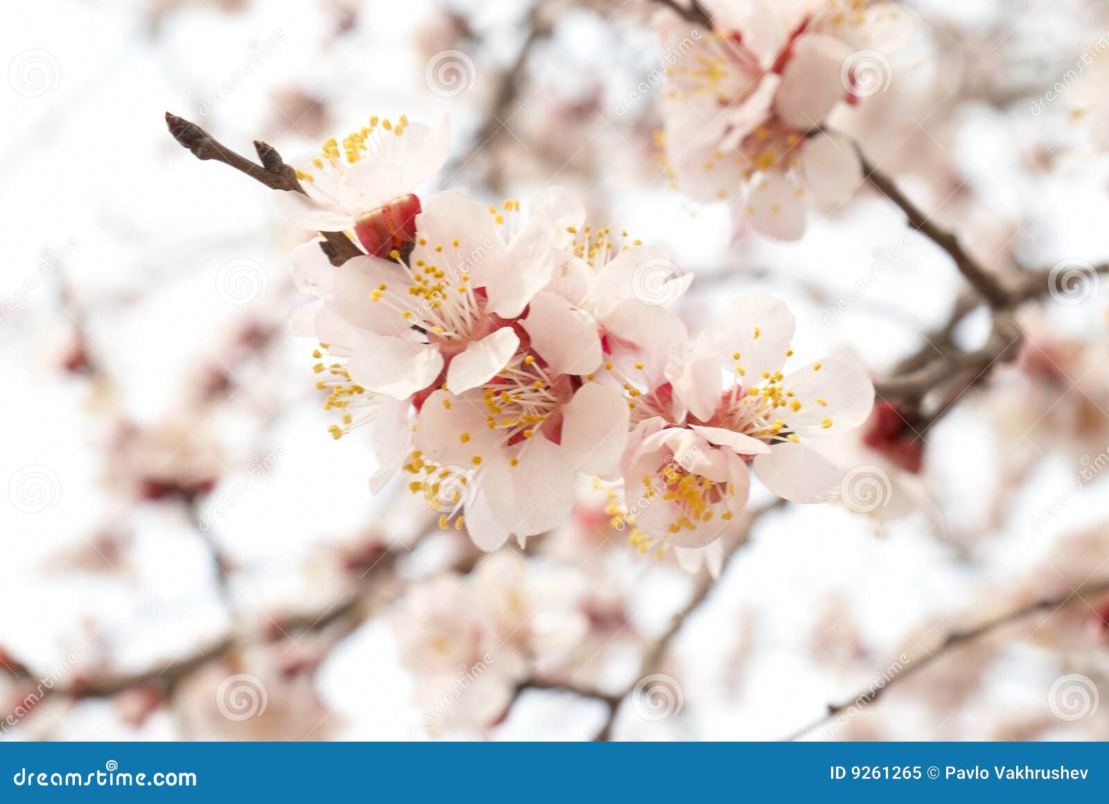 De Boom Roze Bloemen Van De Amandel. Stock Afbeelding - Image of knop ...
