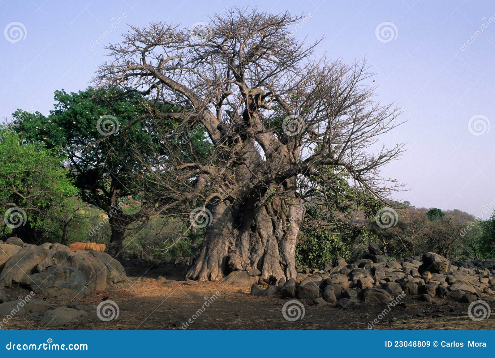 De Boom .SENEGAL Van De Baobab Stock Afbeelding - Image of animistisch ...