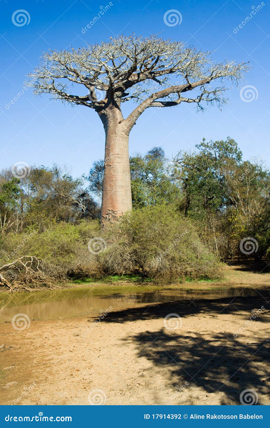 De boom van baobabs stock foto. Image of groen, groot - 17914392