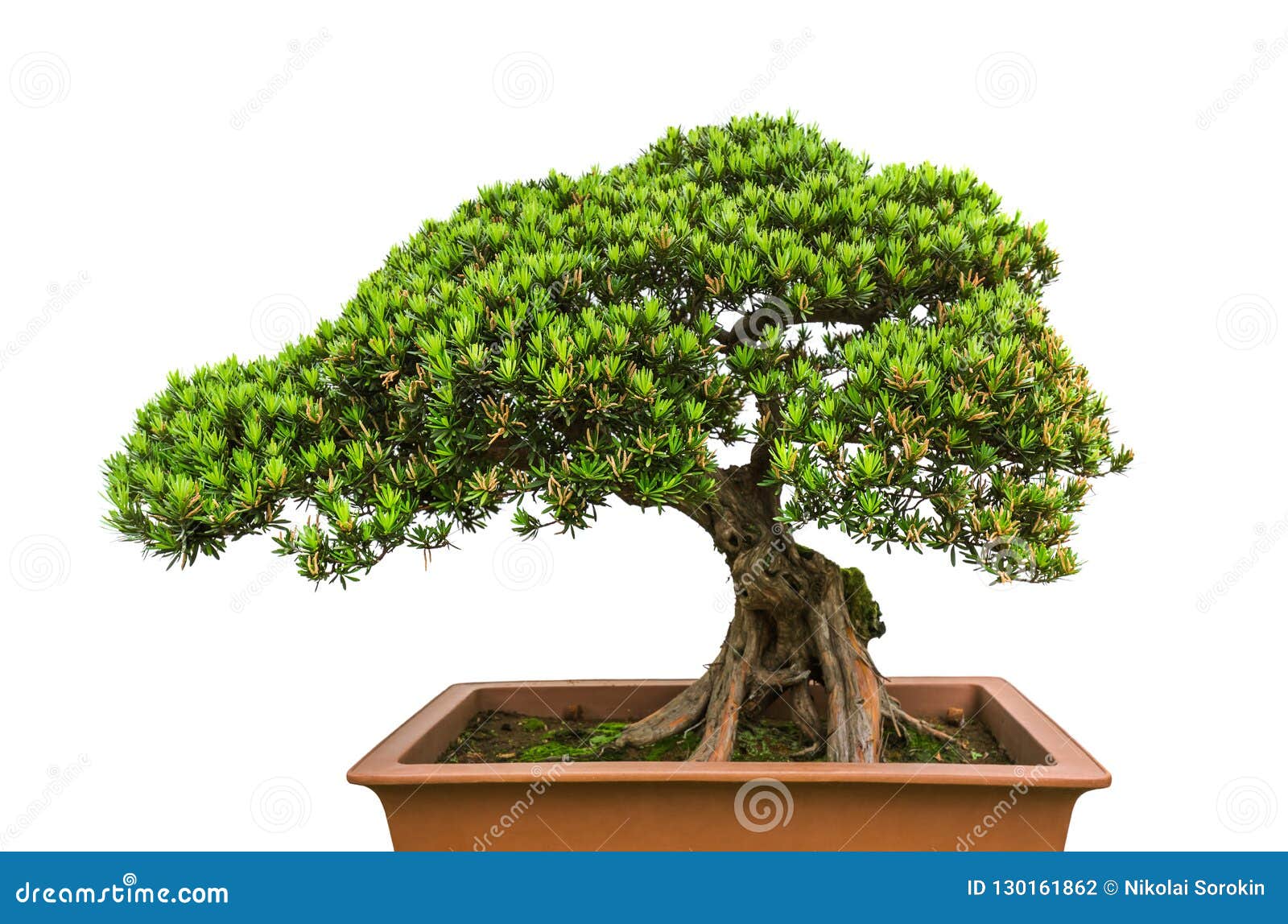 De Boom Van De Bonsai Op Witte Achtergrond Stock Foto - Image of hobby ...