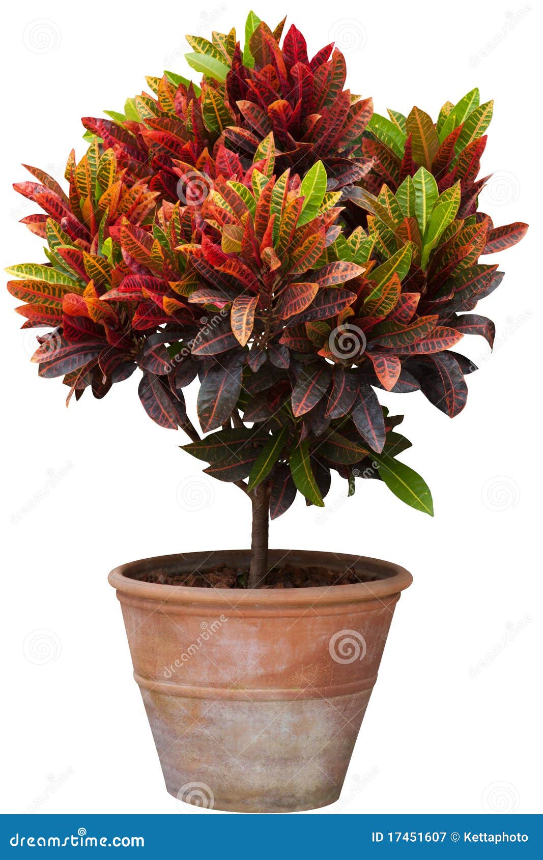 De Boom Van Croton in Bloempot Stock Afbeelding - Image of sapling ...