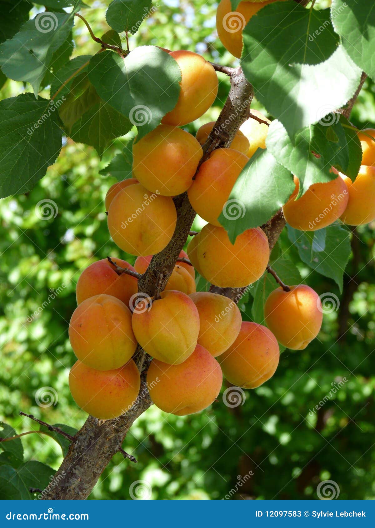 De Boom van de abrikoos stock afbeelding. Image of rijp - 12097583