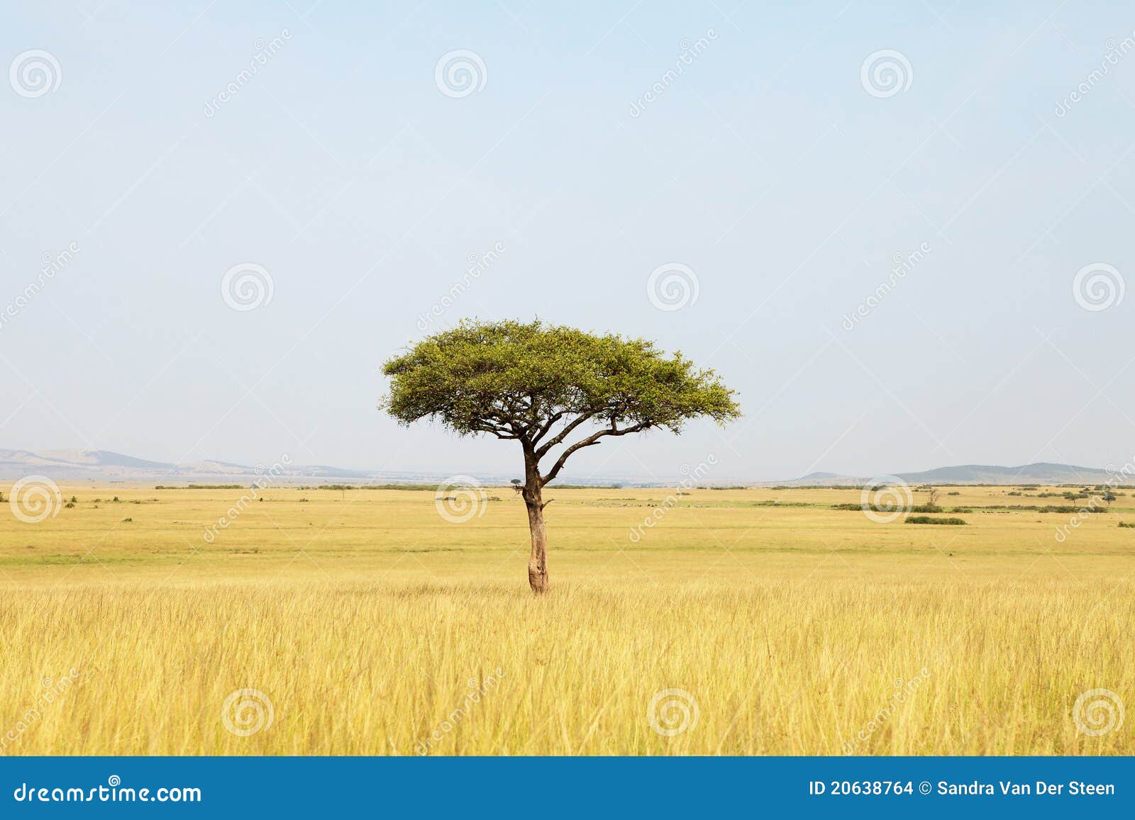 De Boom Van De Acacia in Afrika Stock Foto - Image of park, masai: 20638764