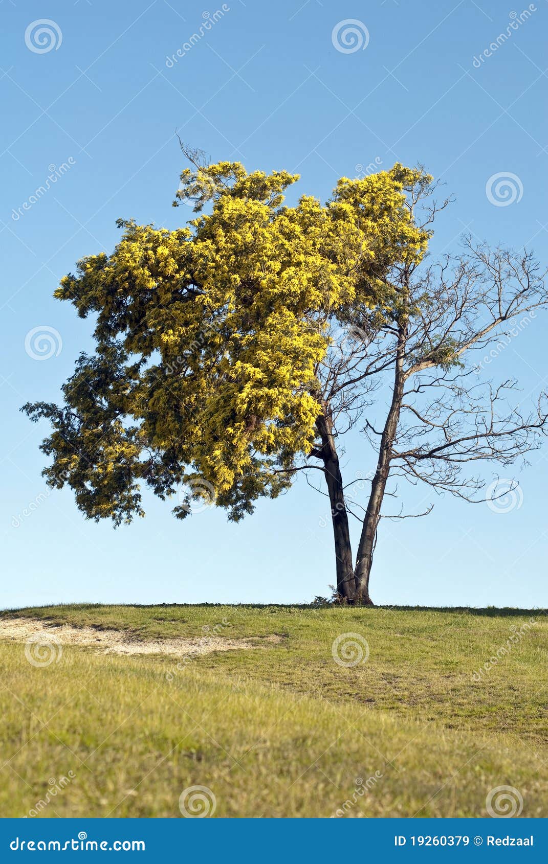 De Boom Van De Acacia Het Sterven Stock Afbeelding - Image of weiland ...