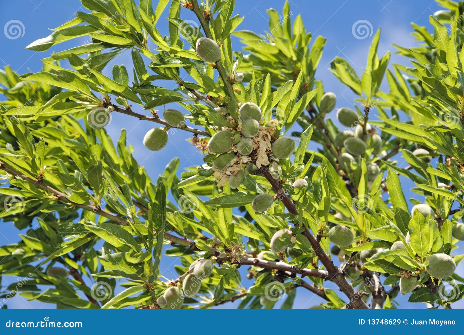 De boom van de amandel stock afbeelding. Image of bloeien - 13748629
