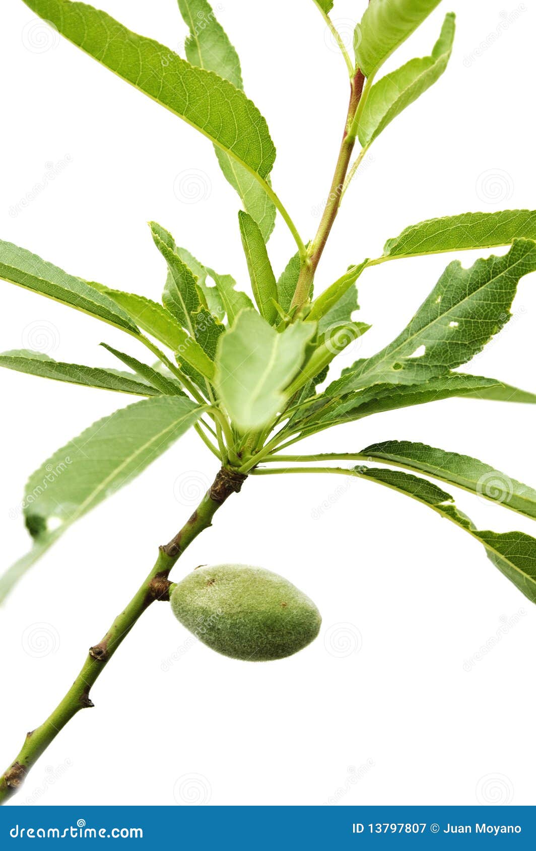 De boom van de amandel stock afbeelding. Image of vrucht - 13797807