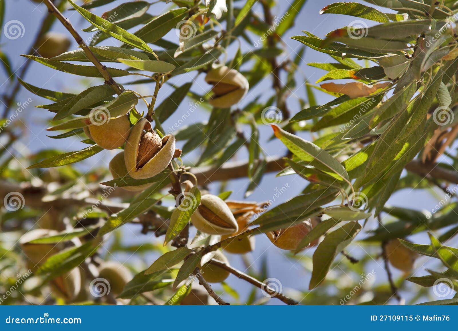 De Boom van de amandel stock afbeelding. Image of amandelen - 27109115