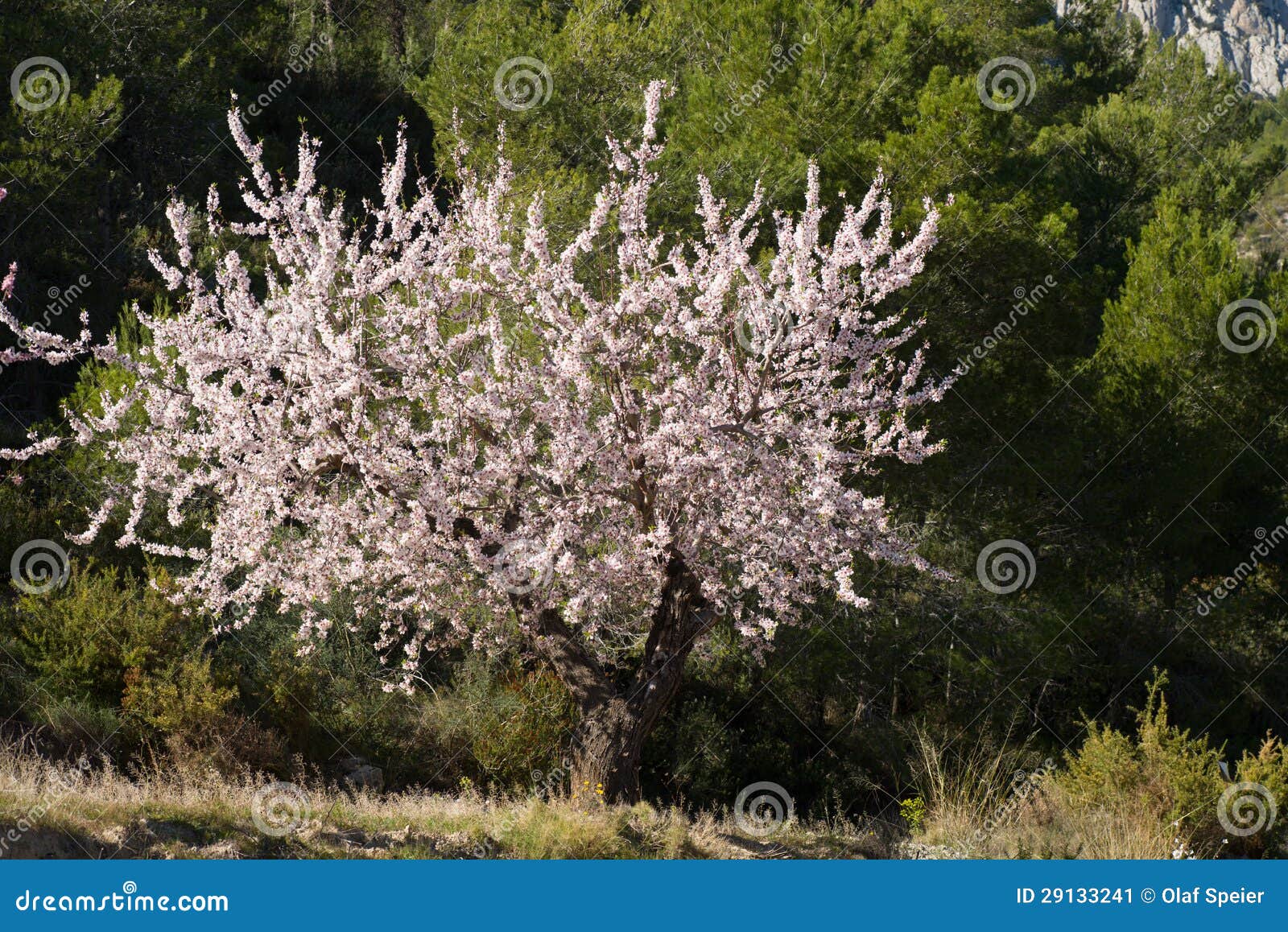 De boom van de amandel stock afbeelding. Image of zonneschijn - 29133241