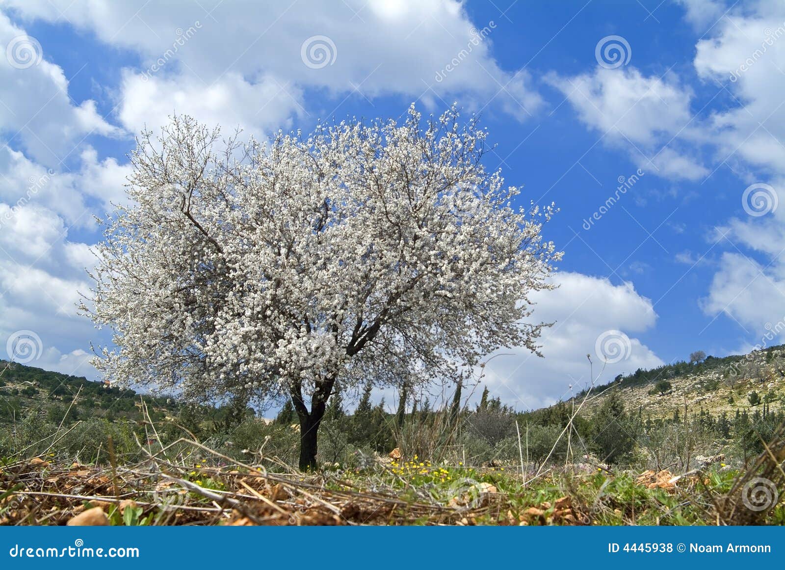 De Boom Van De Amandel in Bloei Stock Foto - Image of groei, nave: 4445938
