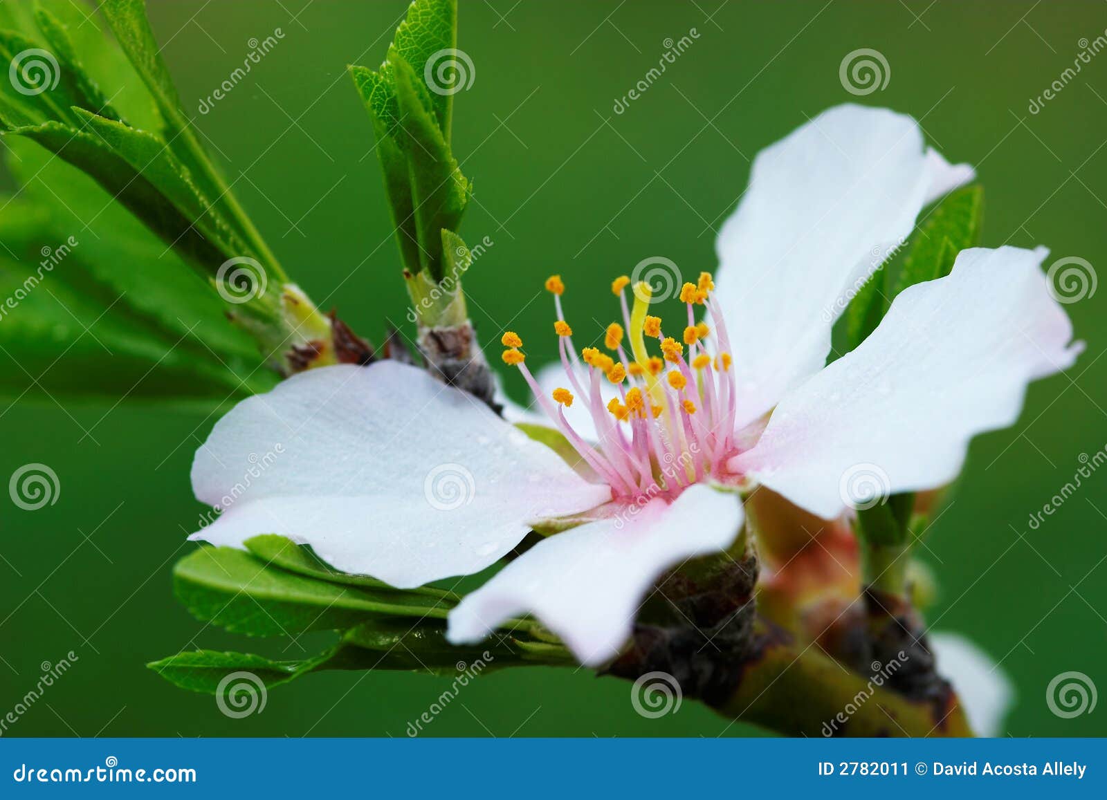 De Boom Van De Amandel Van De Bloem Stock Afbeelding - Image of knop ...
