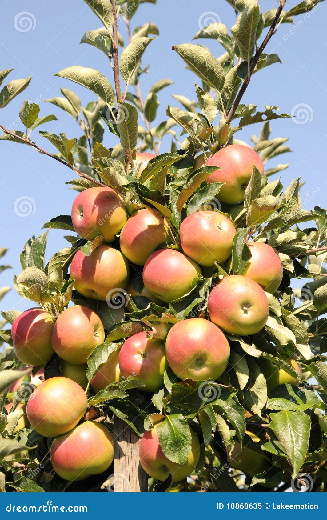 De boom van de appel stock afbeelding. Image of vruchten - 10868635