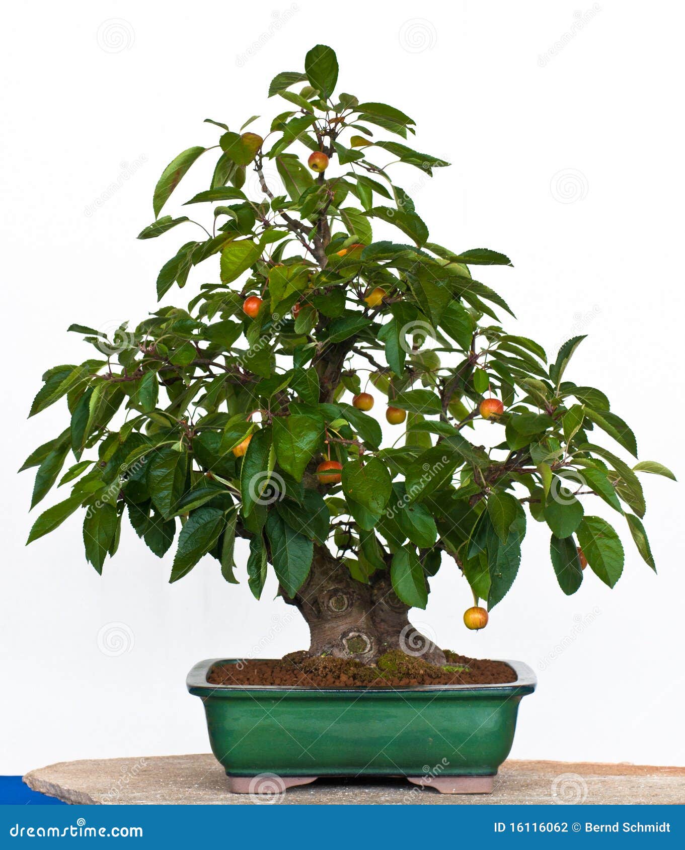 De Boom Van De Appel Als Bonsai Stock Foto - Image of boom, bonsai ...