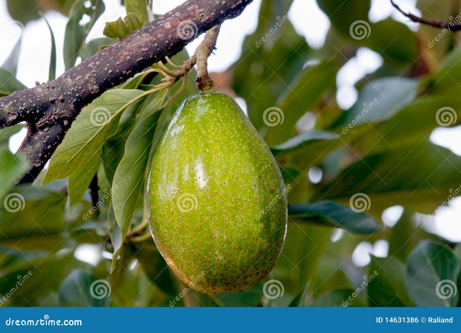De boom van de avocado stock foto. Image of exotisch - 14631386