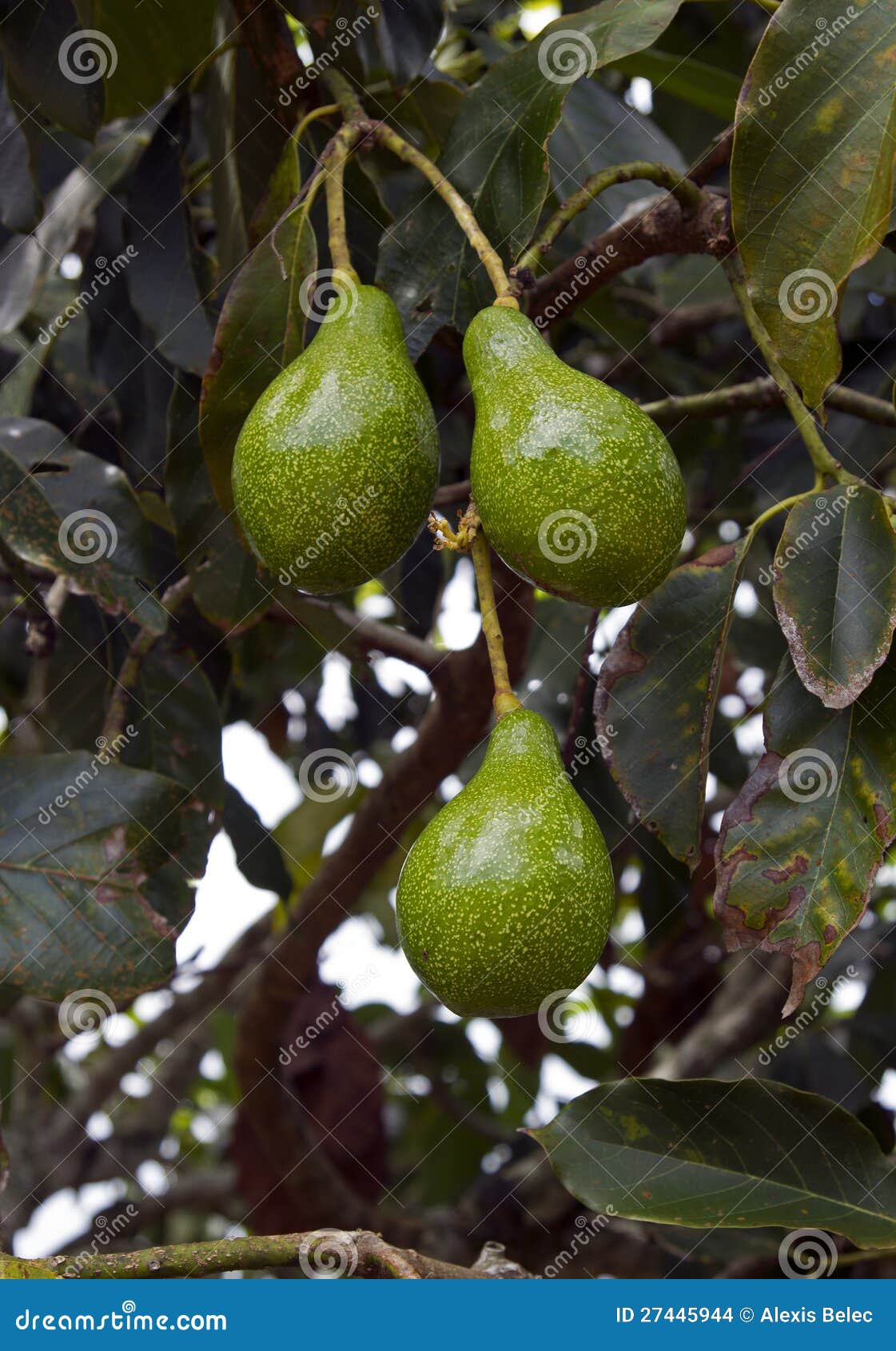 De boom van de avocado stock foto. Image of avocado, vrucht - 27445944