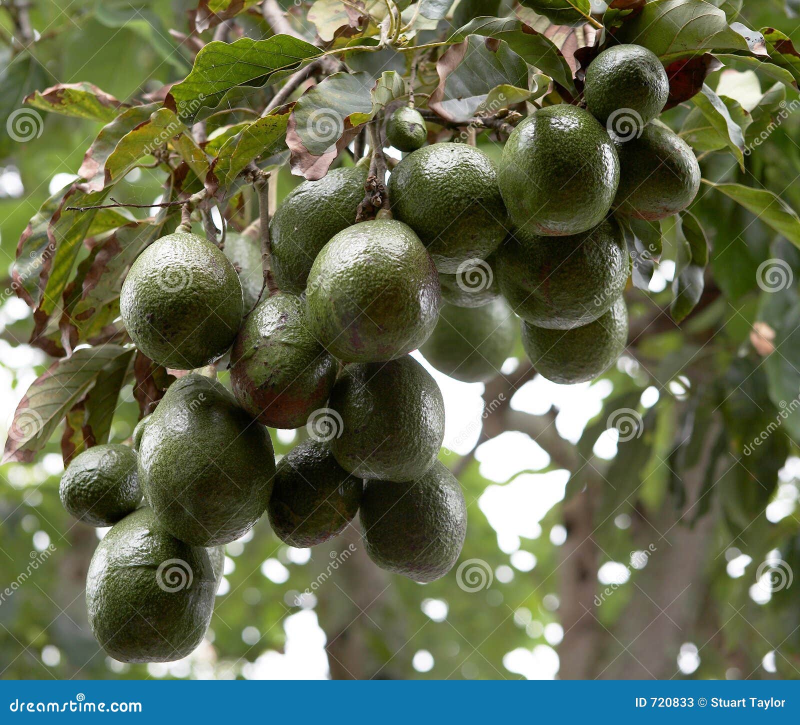 De boom van de avocado stock afbeelding. Image of avocado - 720833