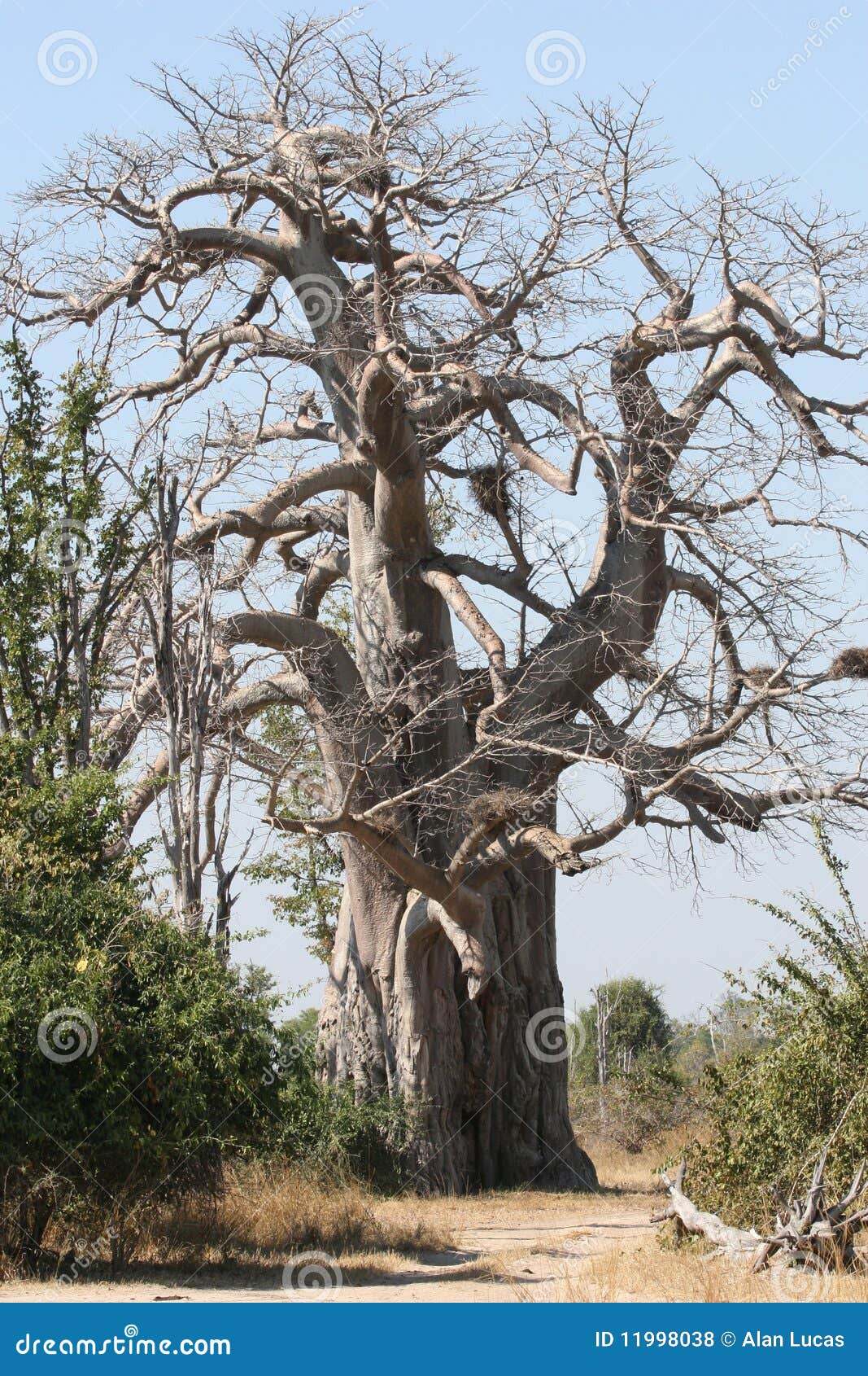 De Boom van de baobab stock foto. Image of genaturaliseerd - 11998038