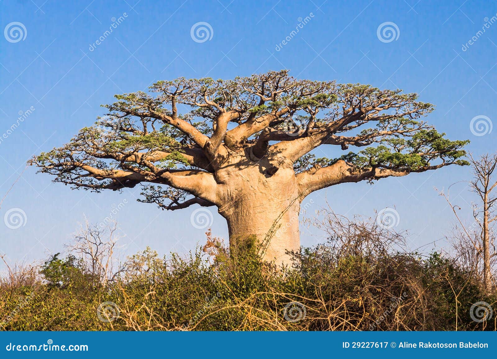 De boom van de baobab stock afbeelding. Image of madagaskar - 29227617