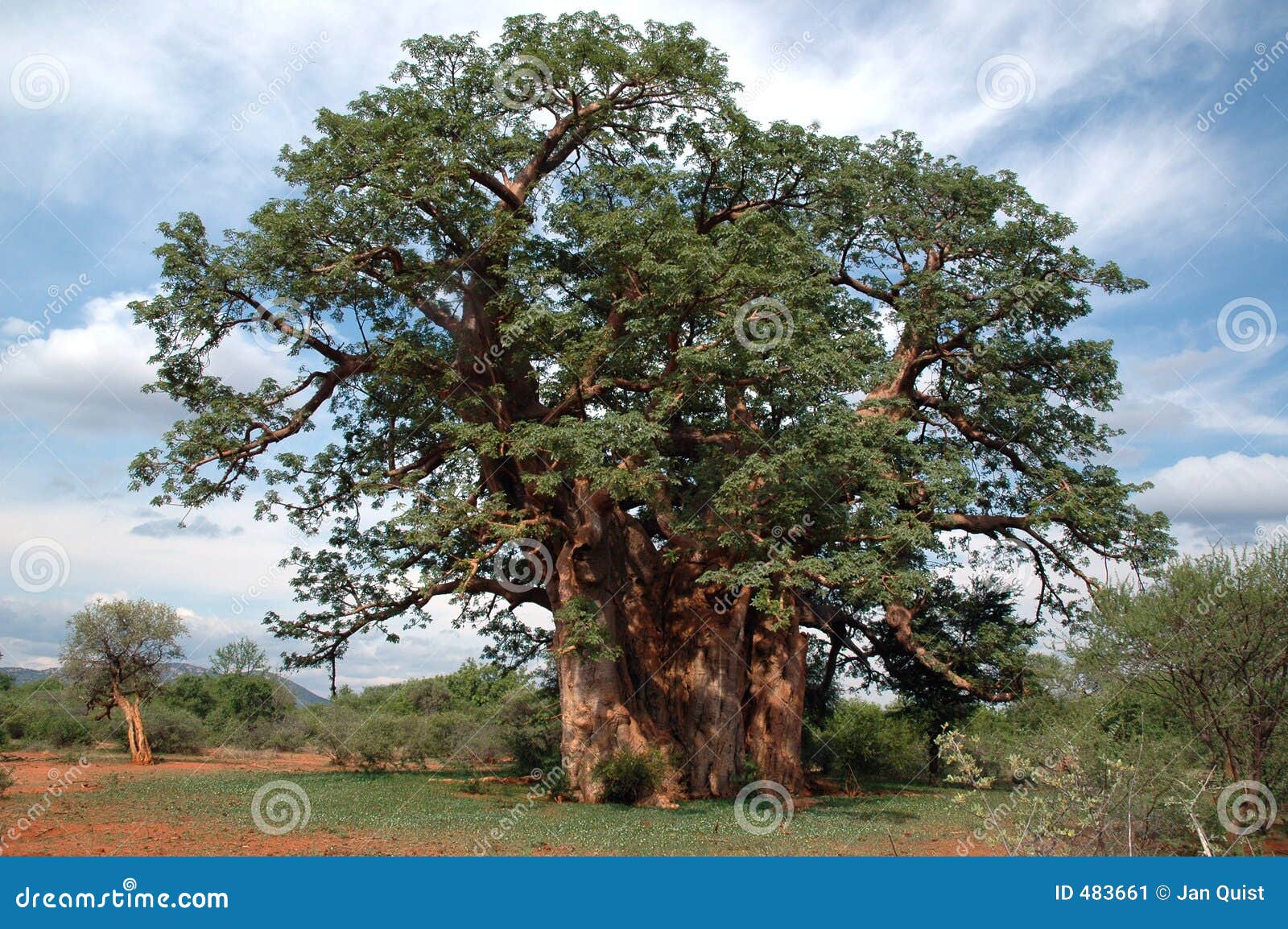 De boom van de baobab stock afbeelding. Image of reus, boomstam - 483661