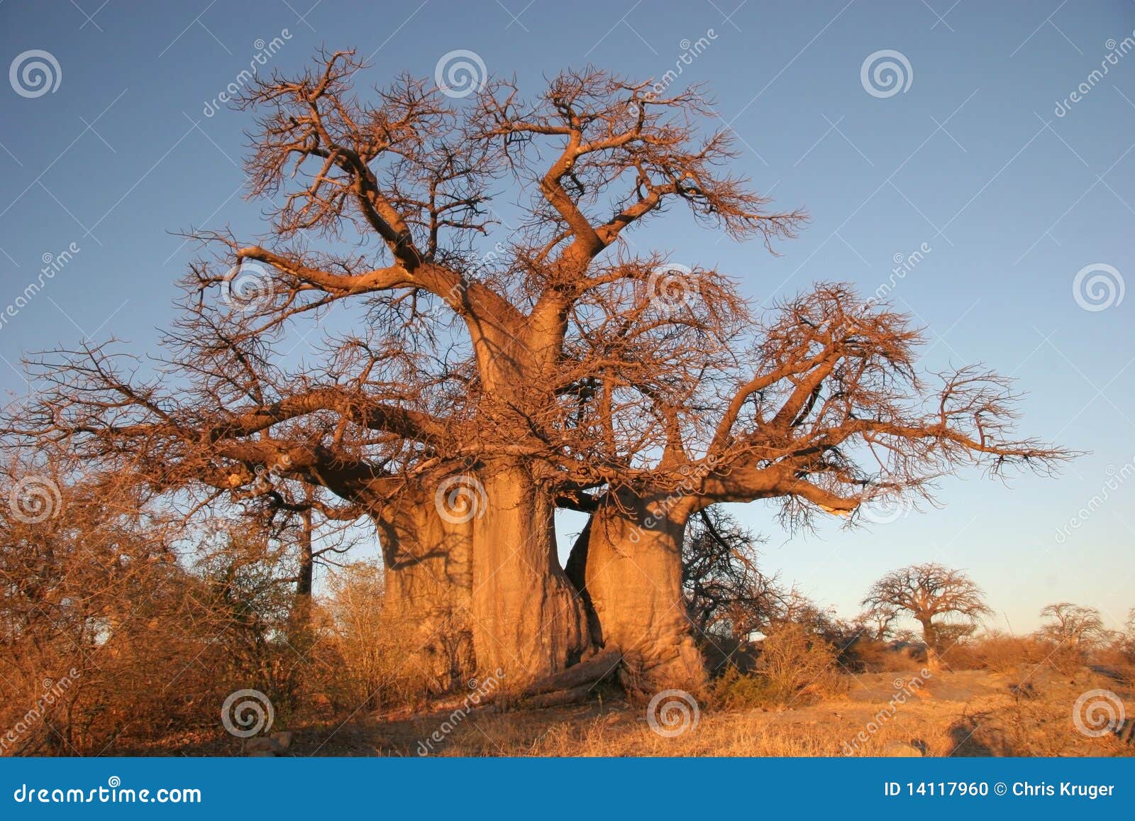 De Boom Van De Baobab in Botswana Stock Foto - Image of milieu, groot ...