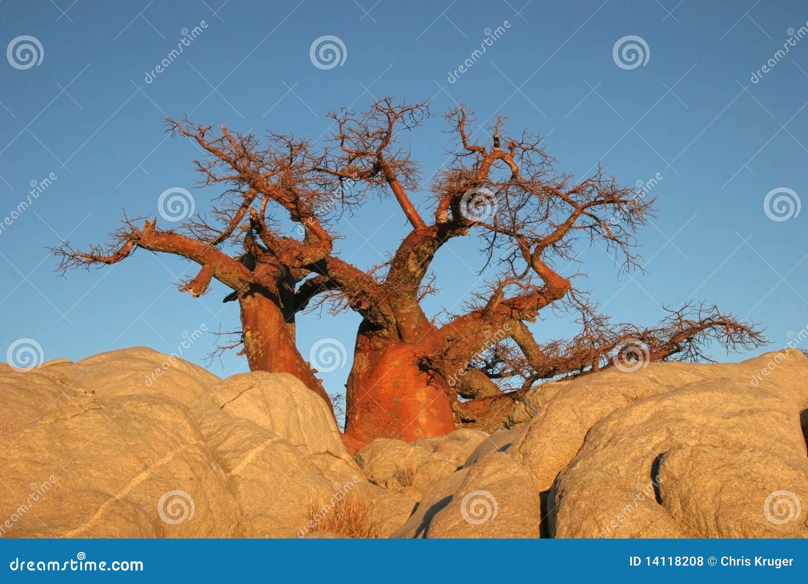 De Boom Van De Baobab in Botswana Stock Foto - Image of kalahari ...