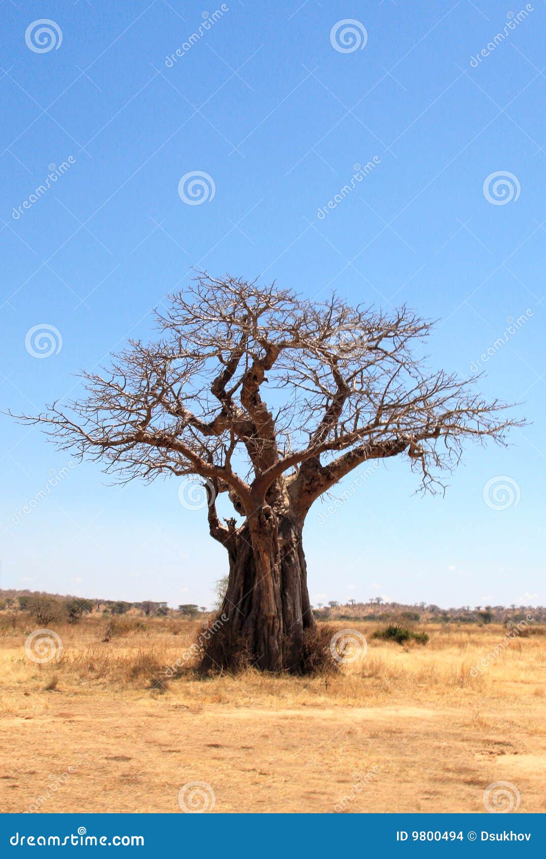 De Boom Van De Baobab in Savanne Stock Foto - Image of park, savanne ...