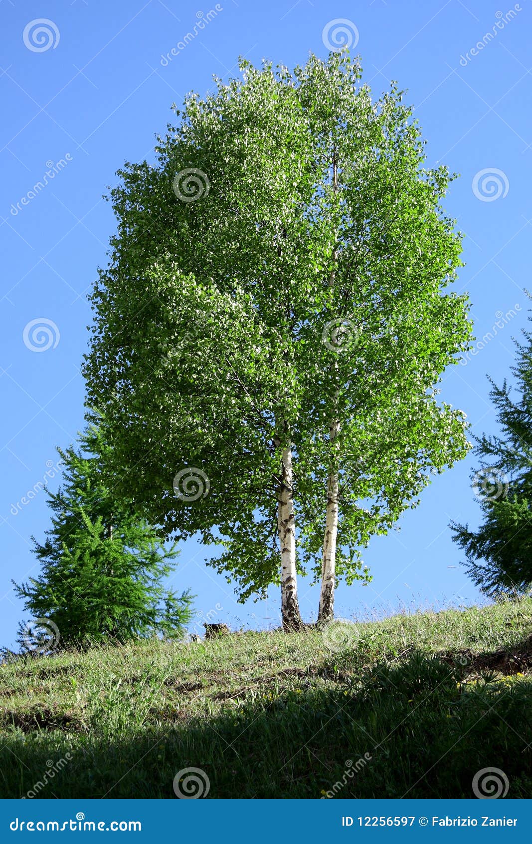 De boom van de berk stock afbeelding. Image of botanisch - 12256597