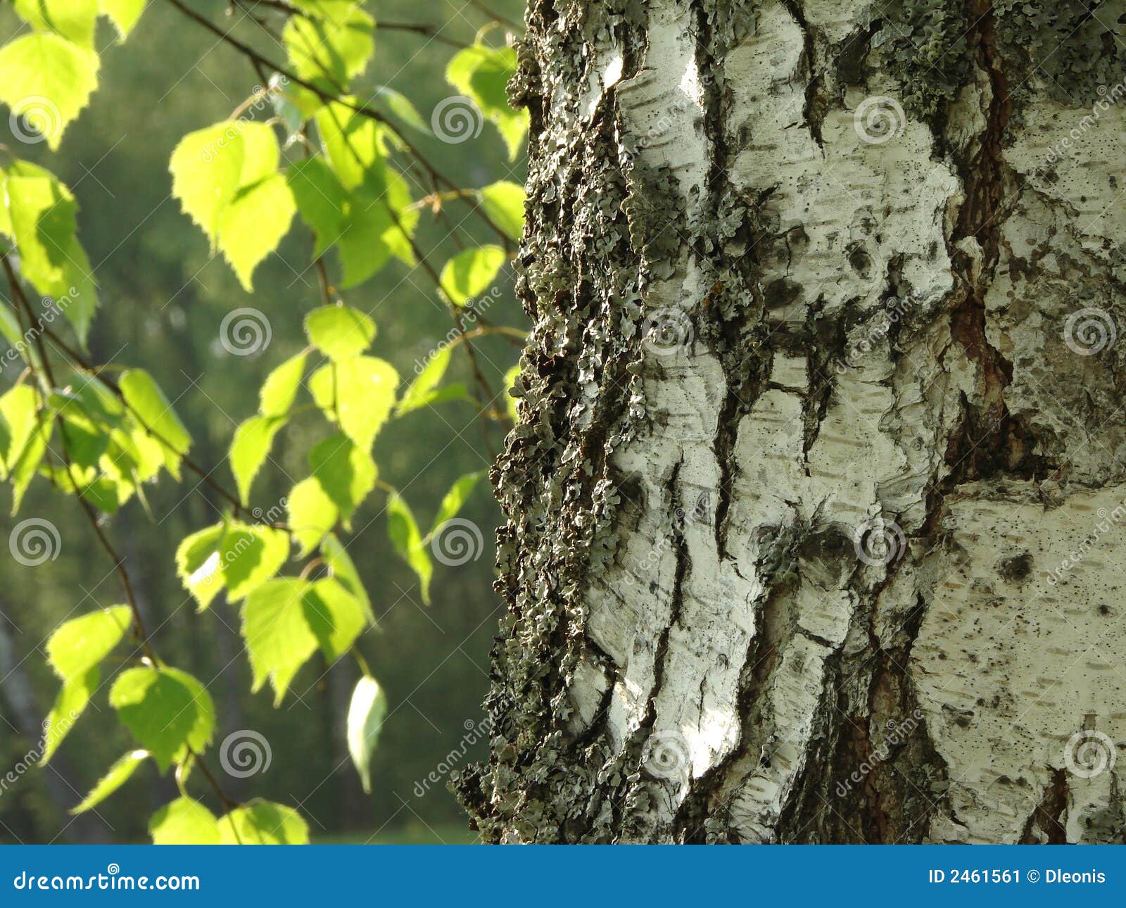 De boom van de berk stock afbeelding. Image of lente, park - 2461561