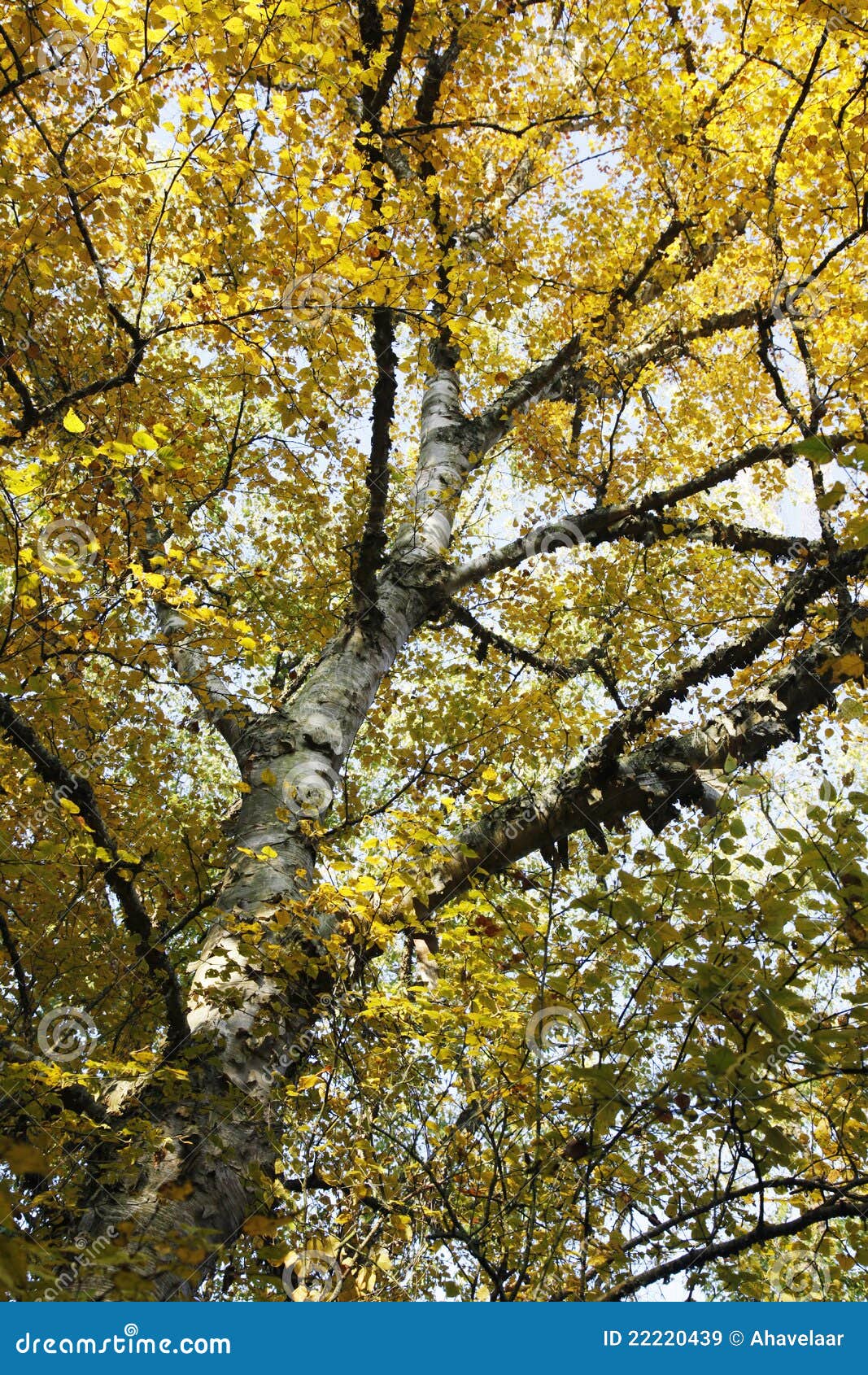 De Boom Van De Berk in De Herfst Stock Afbeelding - Image of boom ...