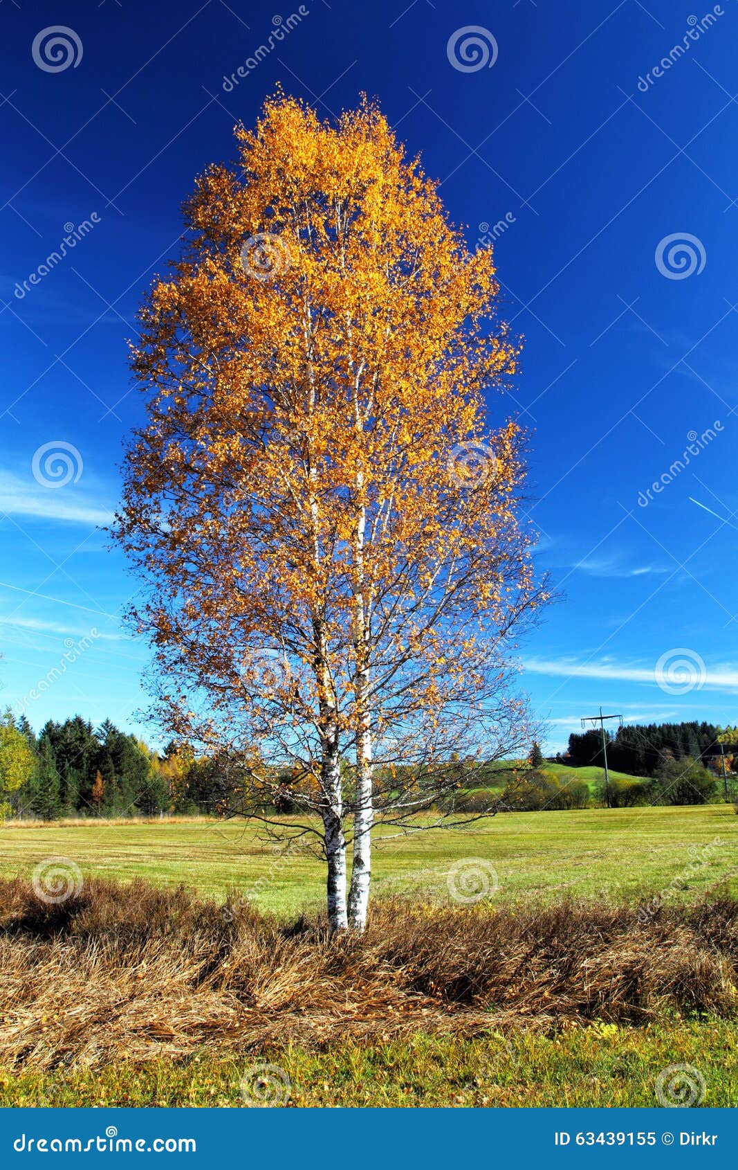 De Boom Van De Berk in De Herfst Stock Afbeelding - Image of bladeren ...