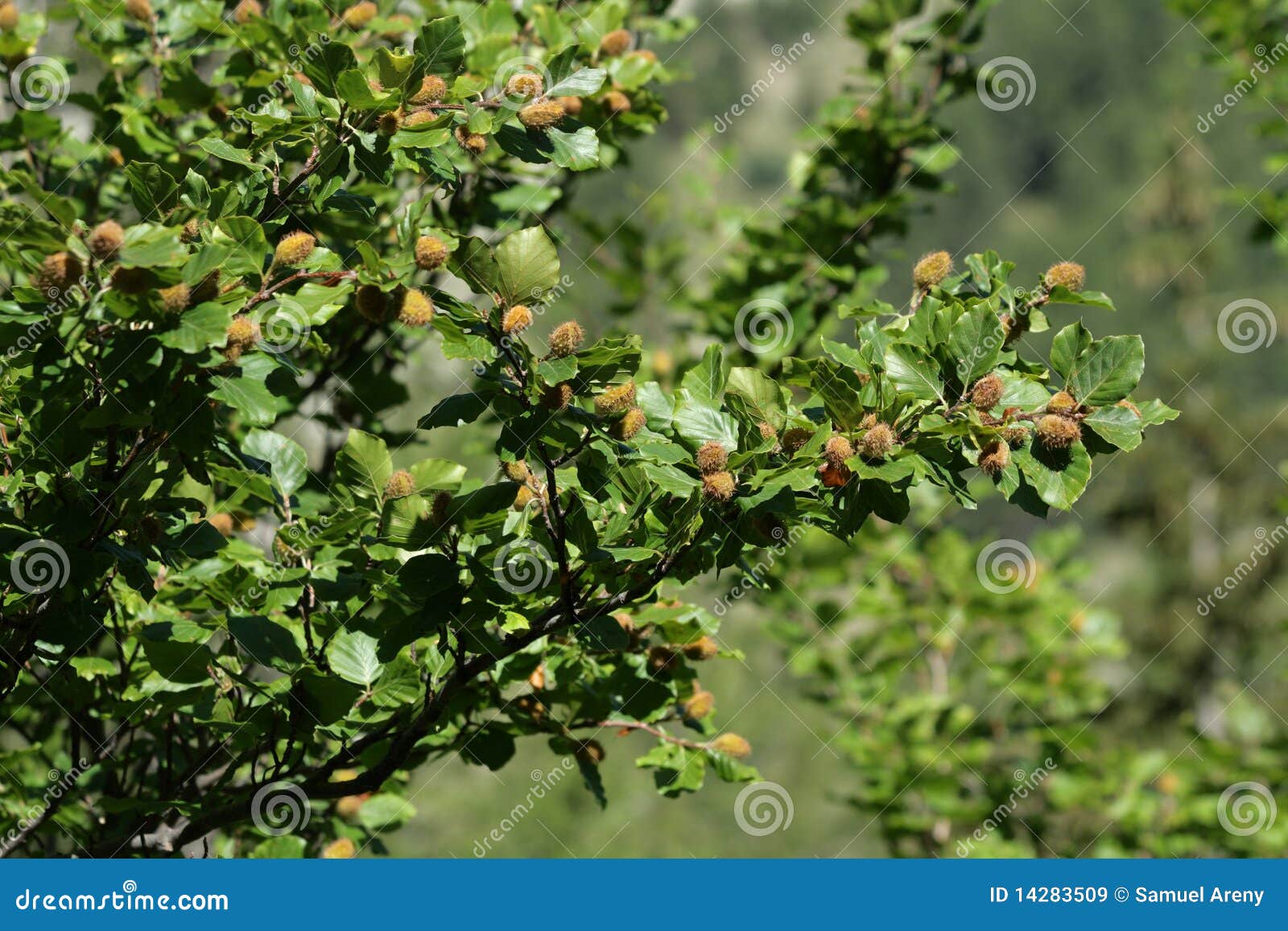 De boom van de beuk stock afbeelding. Image of beuk, noot - 14283509
