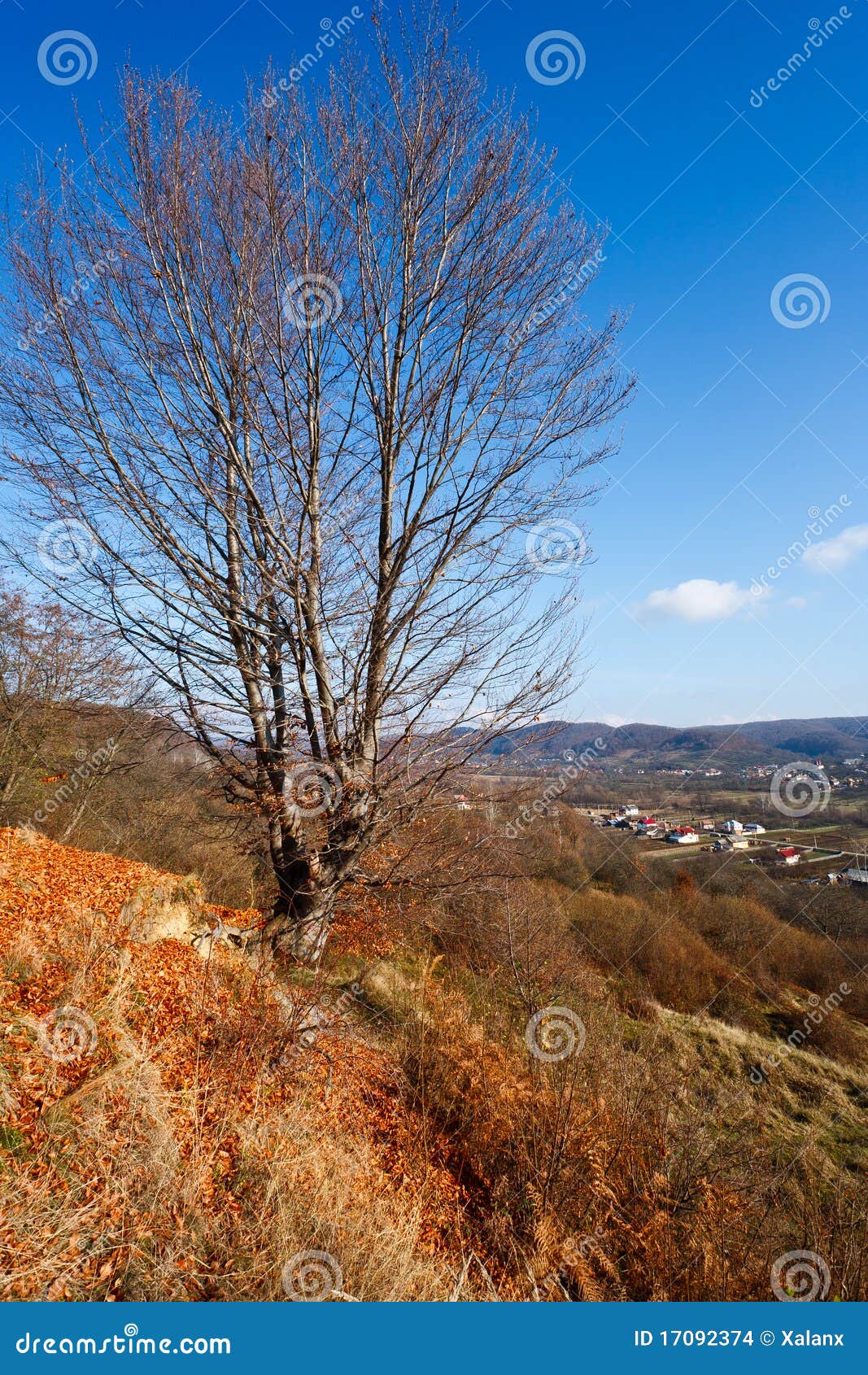 De boom van de beuk stock foto. Image of flora, licht - 17092374