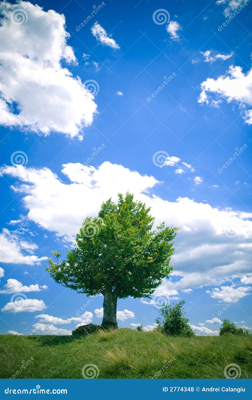 De boom van de beuk stock foto. Image of blauw, wolk, zomer - 2774348