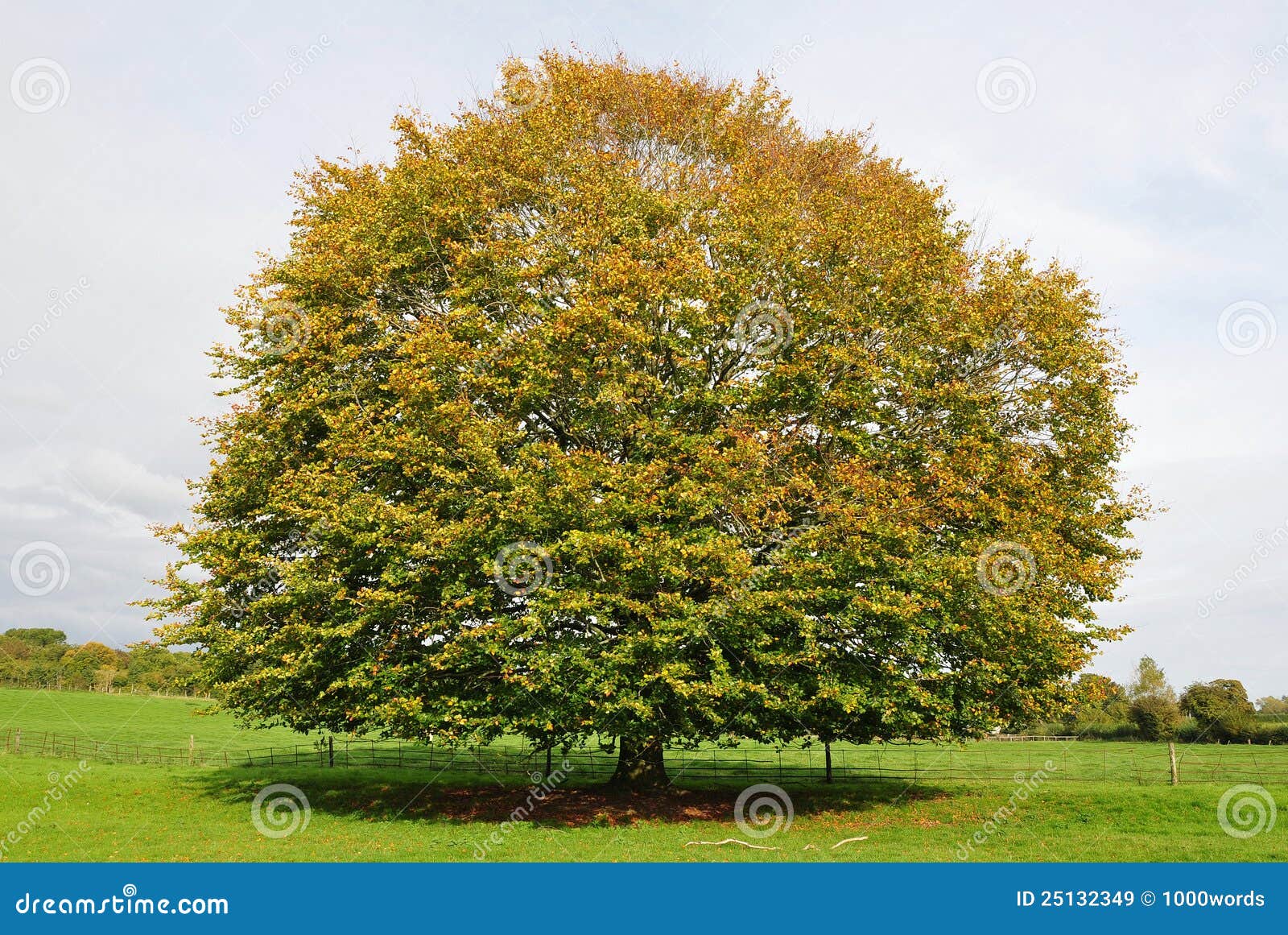 De Boom Van De Beuk in De Herfst Stock Afbeelding - Image of gebieden ...