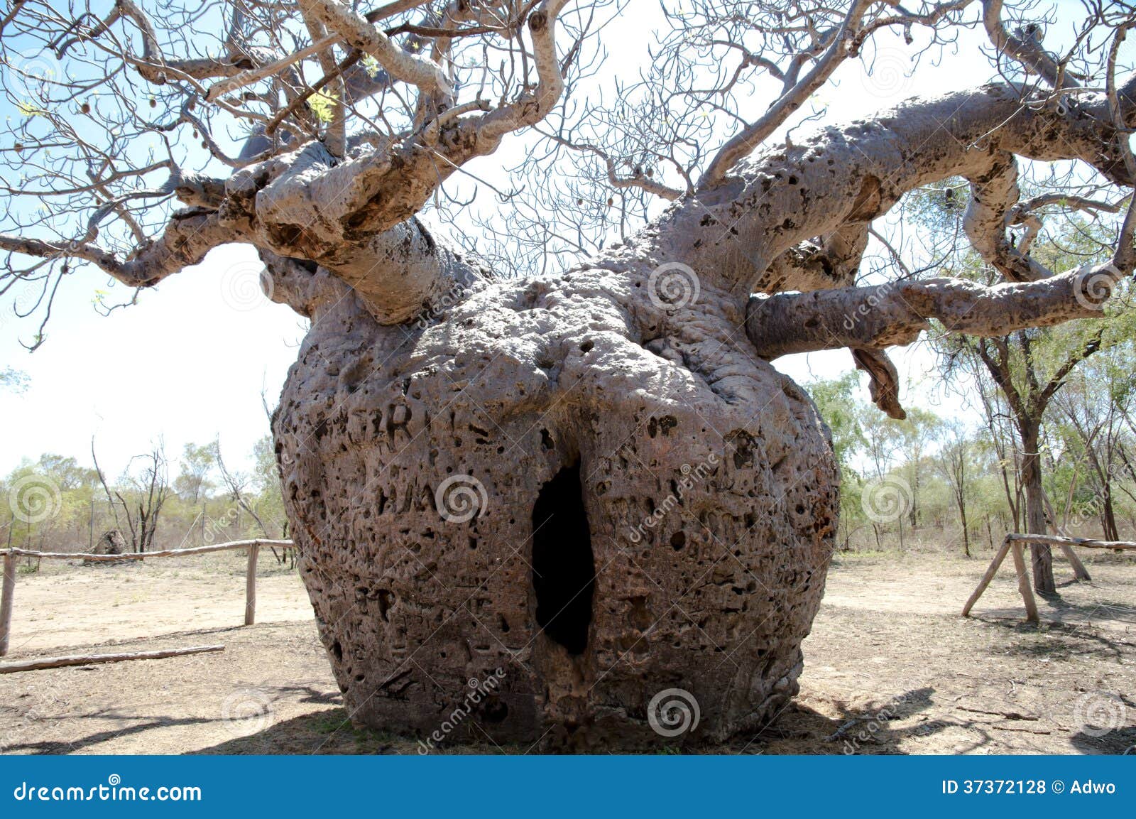 De Boom Van De Boabgevangenis - Australië Stock Foto - Image of ...
