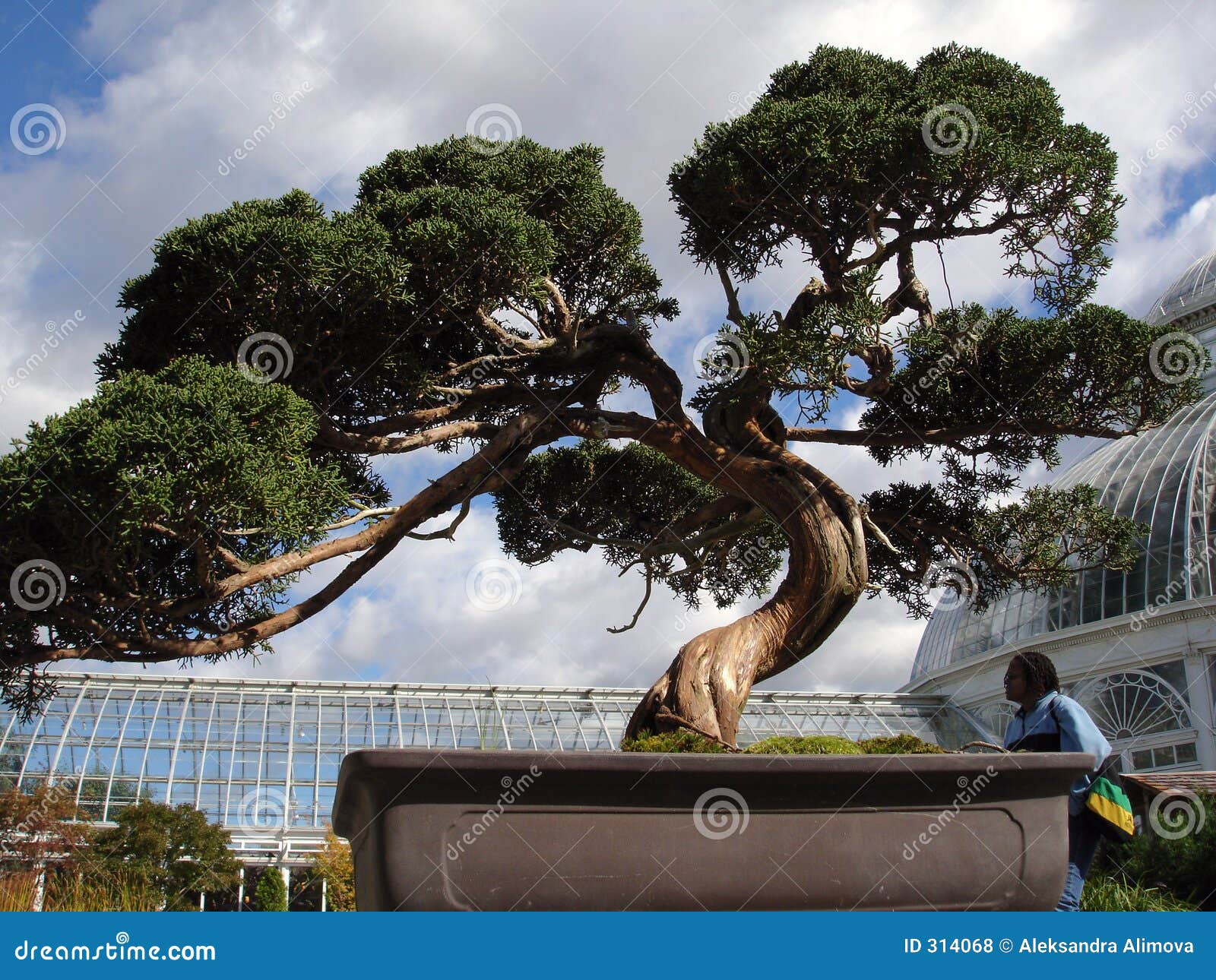 De boom van de bonsai stock foto. Image of botanisch, installatie - 314068