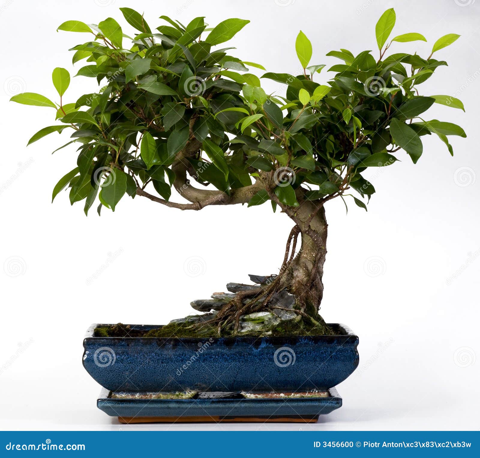 De Boom van de bonsai stock foto. Image of japans, boom - 3456600