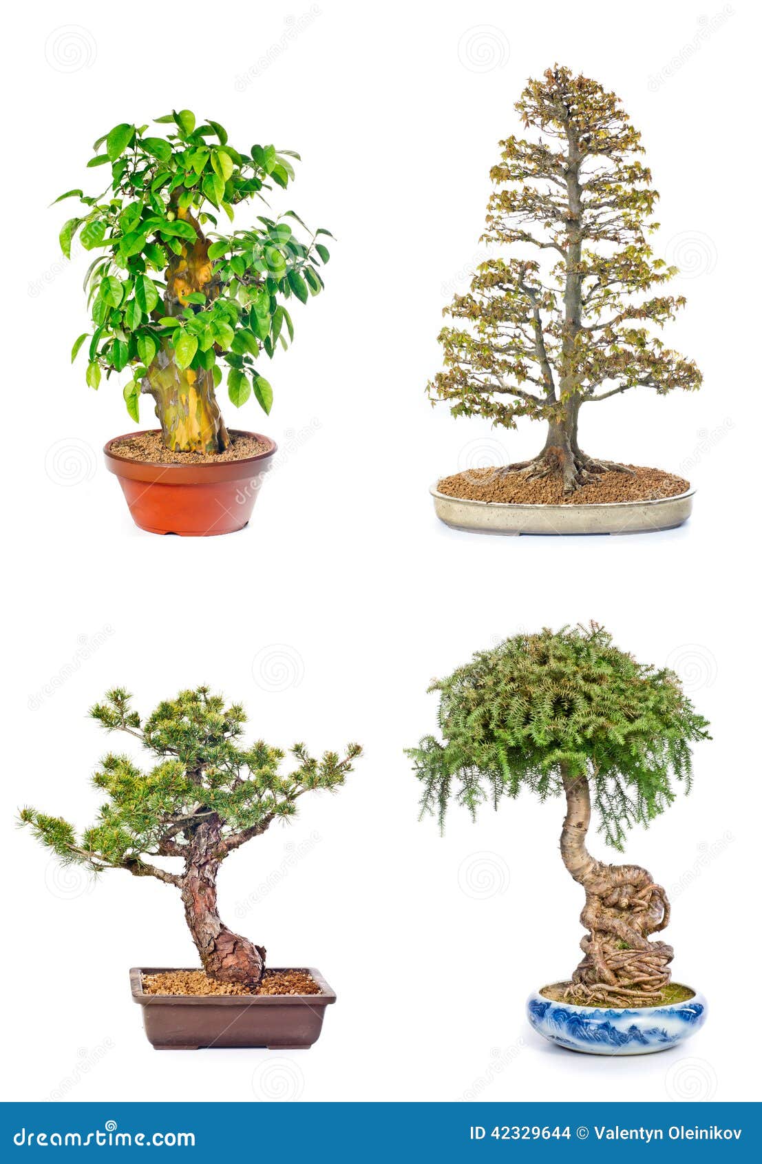 De boom van de bonsai stock foto. Image of installatie - 42329644