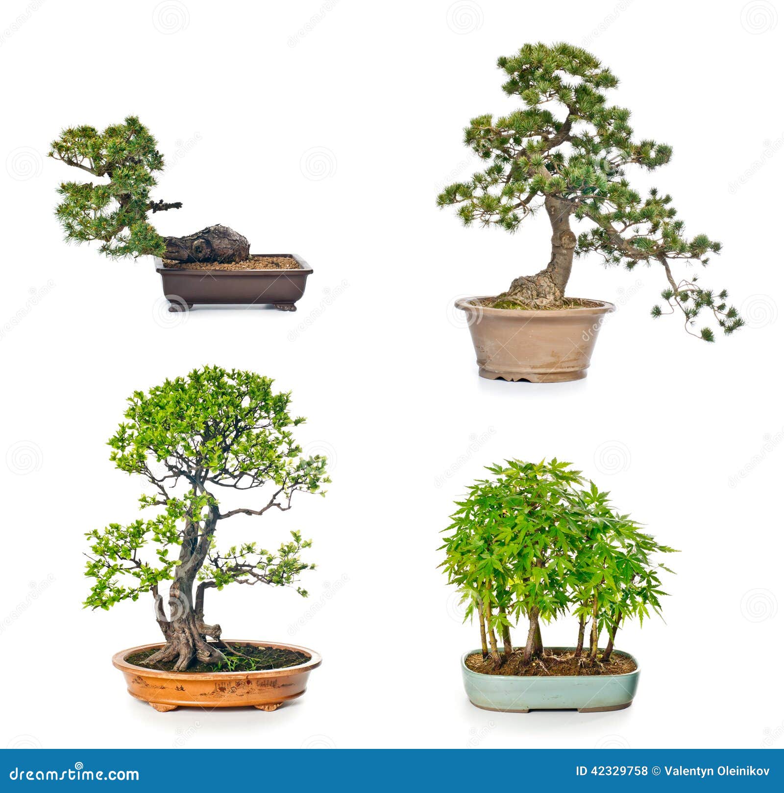De boom van de bonsai stock foto. Image of houder, achtergrond - 42329758