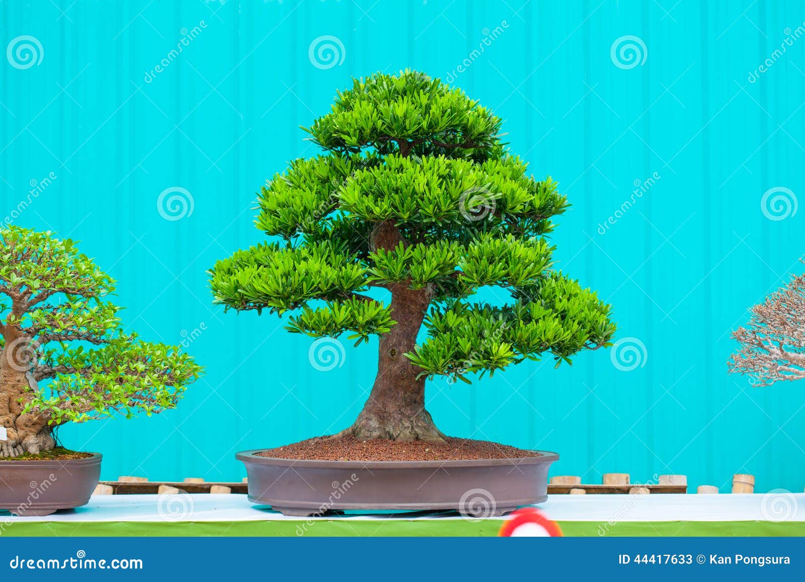 De boom van de bonsai stock afbeelding. Image of kennis - 44417633