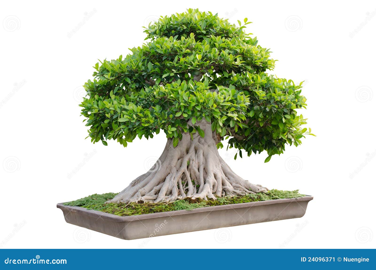 De Boom Van De Bonsai in Een Pot Stock Afbeelding - Image of stam ...